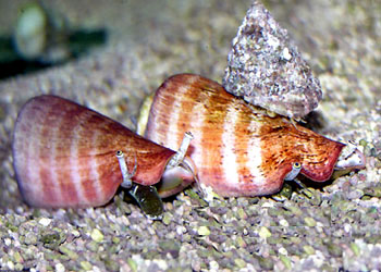 凤螺总科 Strombacea 蓝色动物学（中国动物学科普）